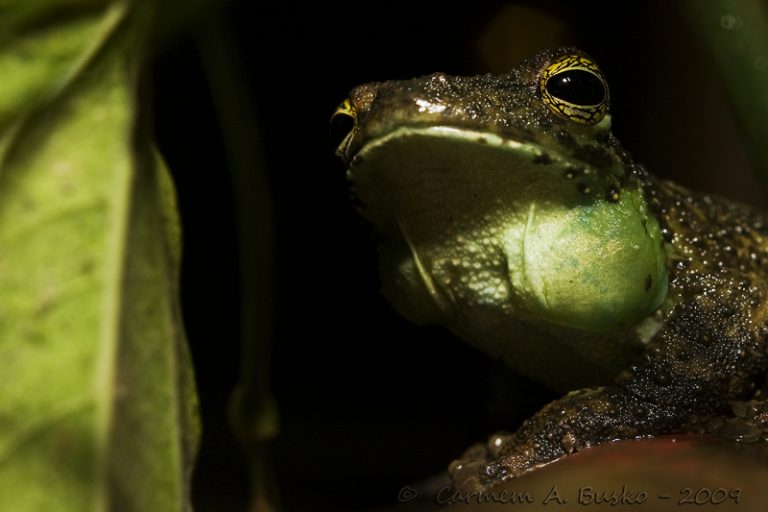 Anfíbios Extintos no Brasil | Mundo Ecologia
