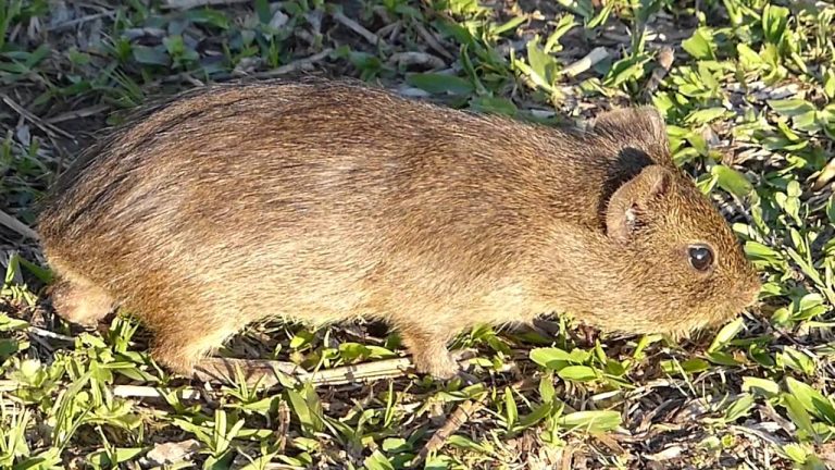 Características dos Animais do Cerrado – Mundo Ecologia