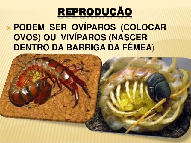 Centopeia Pequena | Mundo Ecologia