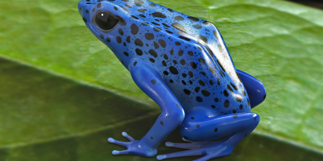 Sapo Dardo Venenoso | Mundo Ecologia