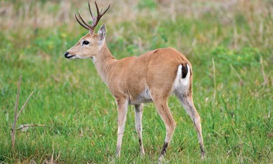 Características dos Animais do Cerrado | Mundo Ecologia