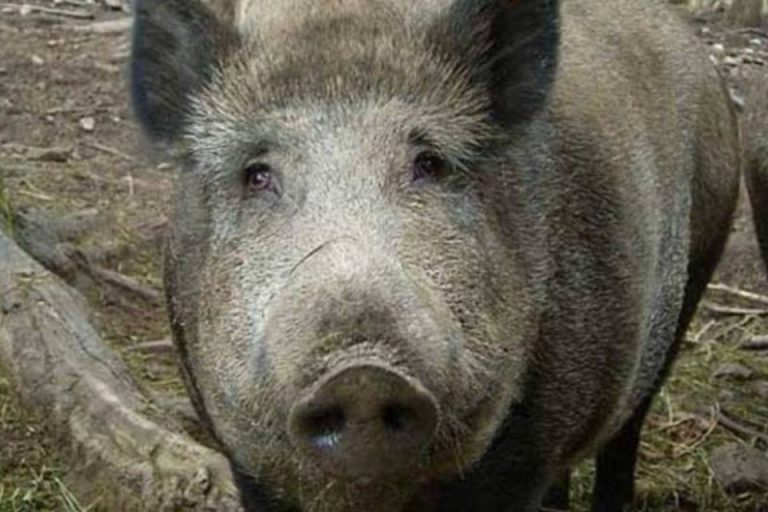 Javali Selvagem da Tailândia – Mundo Ecologia