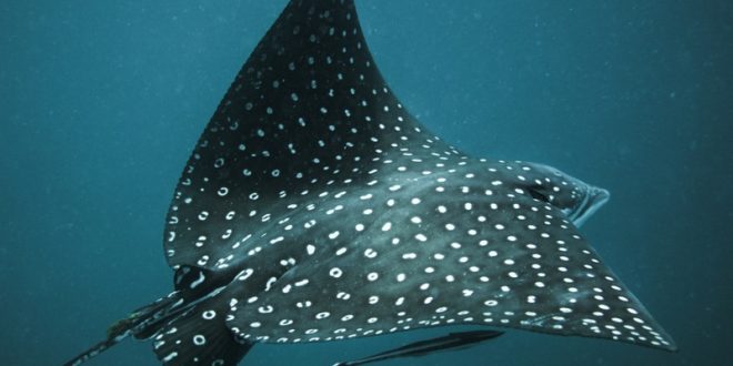 De Que é Coberto o Corpo da Arraia? Como é o Revestimento? | Mundo Ecologia