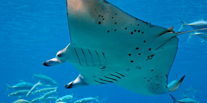 Arraia: Curiosidades e Fatos Interessantes | Mundo Ecologia