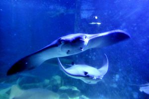 Forma De Reprodução Da Raia Jamanta: Como Funciona? | Mundo Ecologia