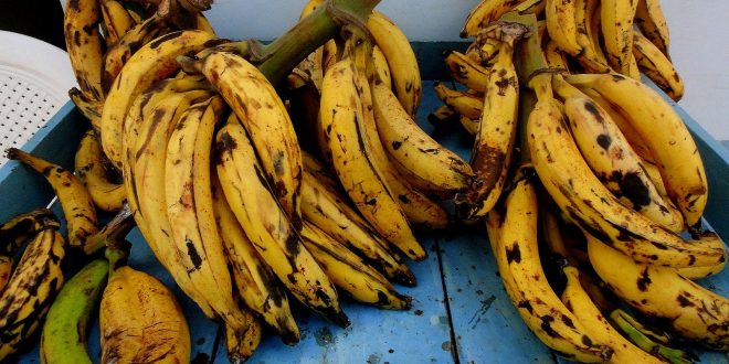 Adubação e Plantio da Banana Pacovan | Mundo Ecologia