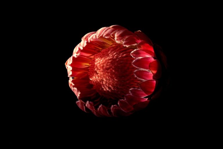 Animais que Vivem no Fundo do Mar | Mundo Ecologia