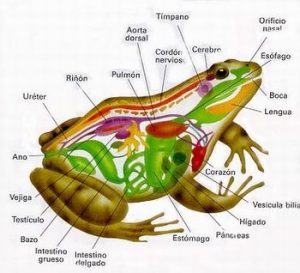 Tudo Sobre Sapos – Mundo Ecologia