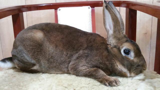 Coelho Castor Rex | Mundo Ecologia
