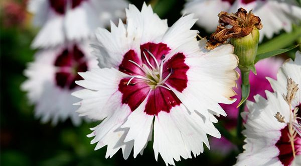 Como Cultivar Cravina | Mundo Ecologia