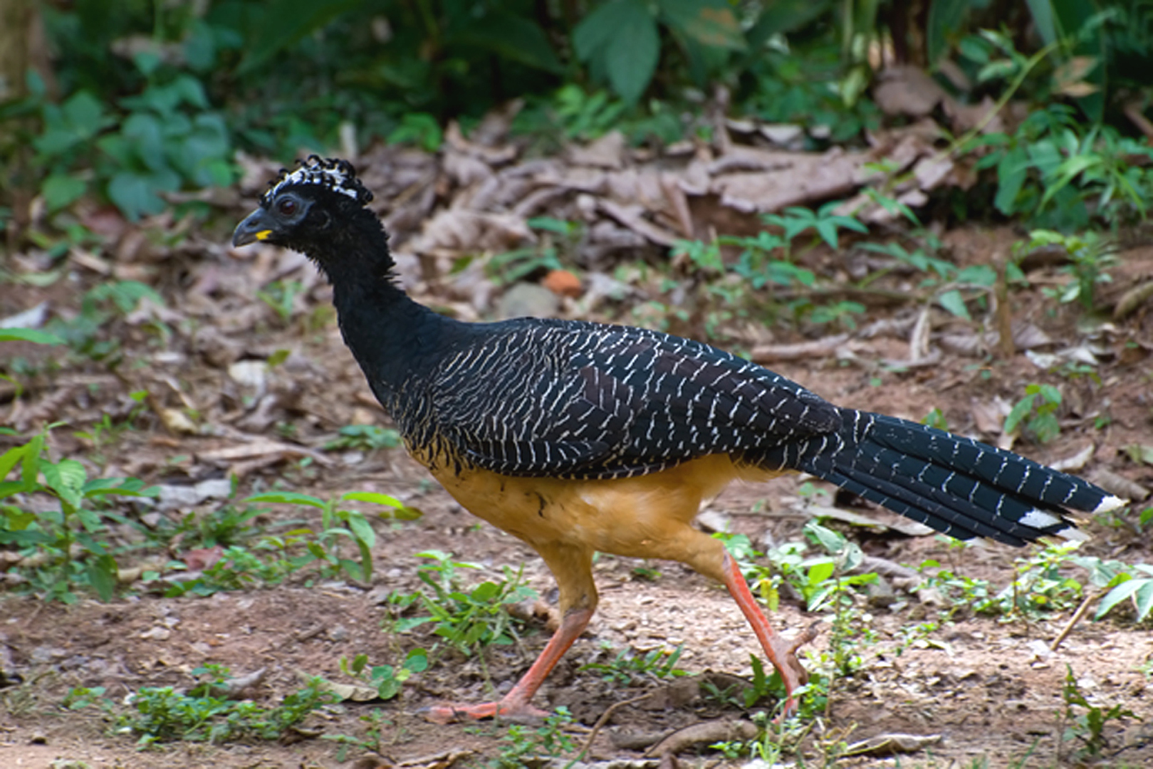 Ave Mutum de Penacho: Características | Mundo Ecologia