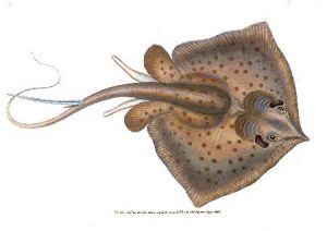 Habitat Das Raias, Onde Elas Vivem? | Mundo Ecologia