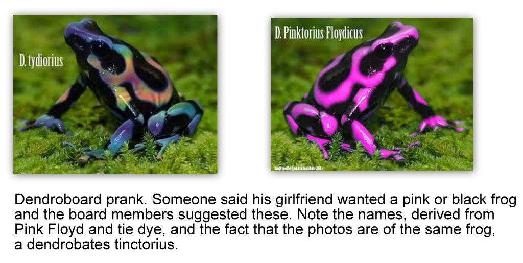 Sapo Venenoso Rosa | Mundo Ecologia