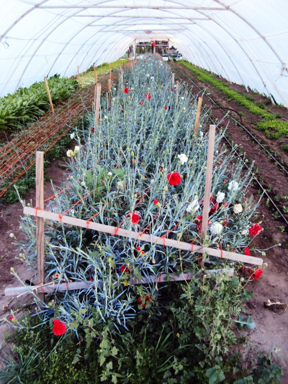 Mudas de Cravos Gigantes – Mundo Ecologia