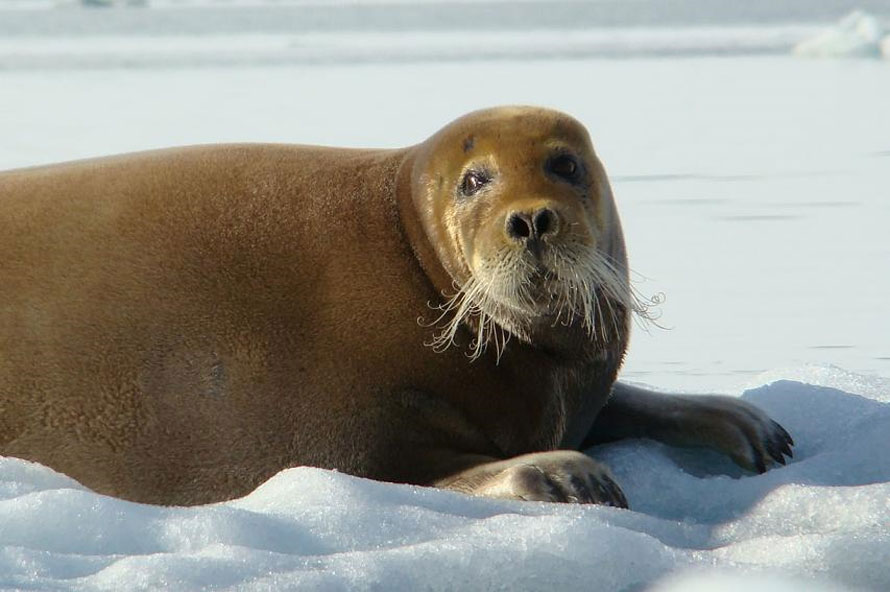 Classificação Taxonômica da Foca | Mundo Ecologia