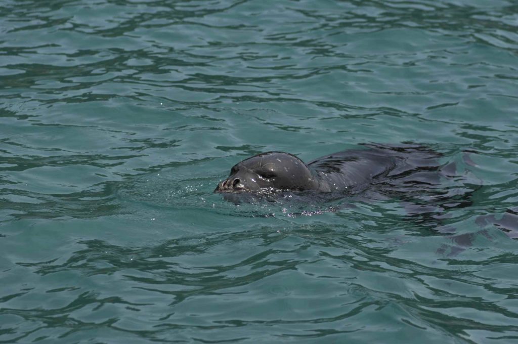 Peso e Altura das Focas | Mundo Ecologia
