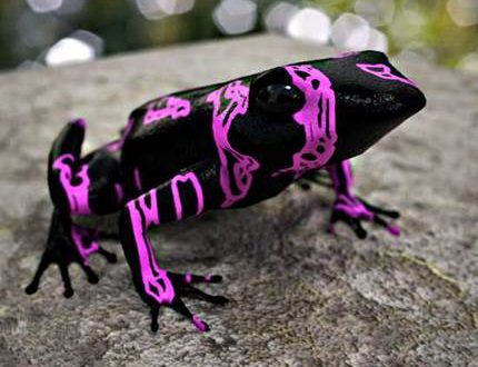 Sapo Venenoso Rosa | Mundo Ecologia