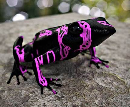 Sapo Venenoso Rosa | Mundo Ecologia