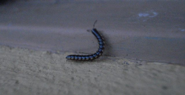 Reprodução dos Gongolos: Como eles se Reproduzem? | Mundo Ecologia