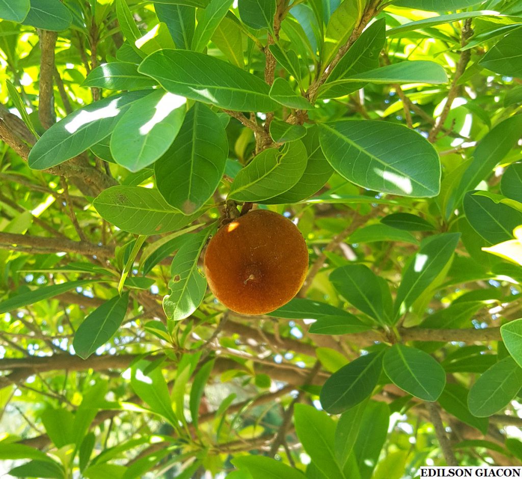 Plantas Em Extinção Na Região Sudeste | Mundo Ecologia