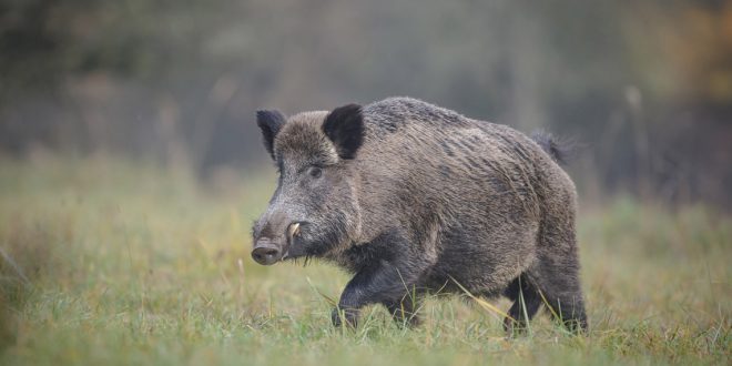 Como o Javali foi Introduzido no Brasil? | Mundo Ecologia