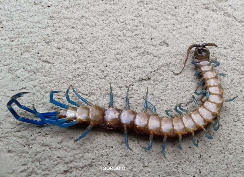 Lacraia Gigante Venenosa | Mundo Ecologia