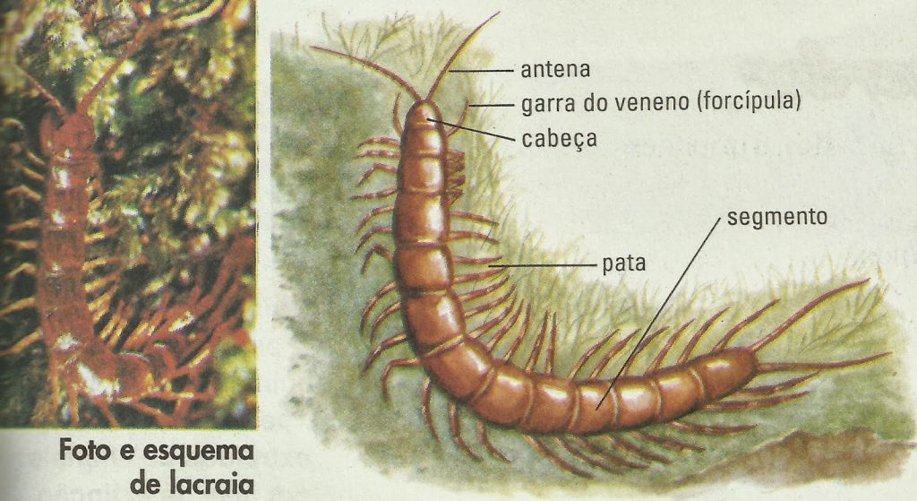 Lacraia e Centopeia: Habitat, Nicho Ecológico e Como Evitar – Mundo ...