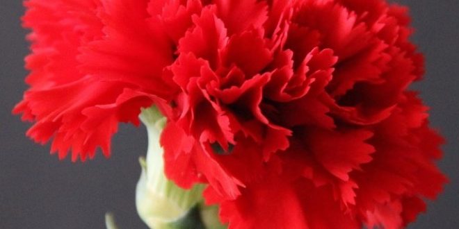 Mudas de Cravos Gigantes | Mundo Ecologia