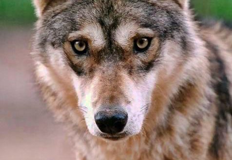 Lobo Indiano Características | Mundo Ecologia