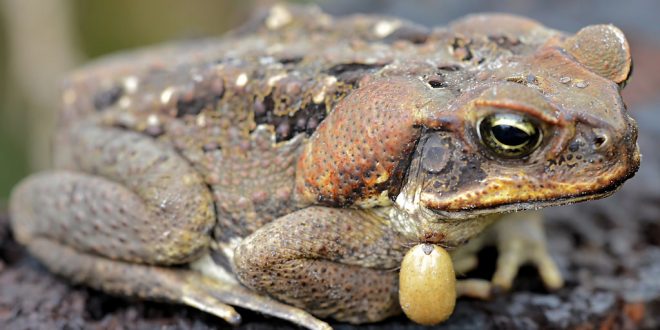 Sapo Ficha Técnica, Tamanho e Peso | Mundo Ecologia