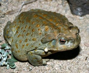 Sapo Ficha Técnica, Tamanho e Peso | Mundo Ecologia