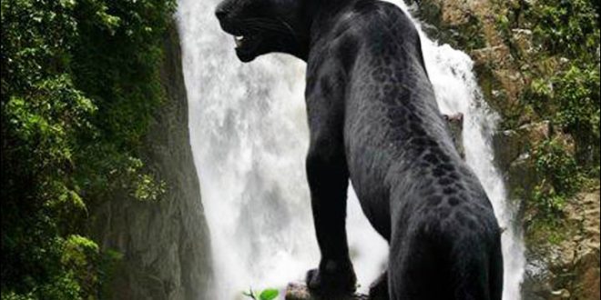 Alimentação da Pantera Negra | Mundo Ecologia