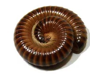 Piolho de Cobra de Onde Vem? Qual o Seu Habitat? | Mundo Ecologia