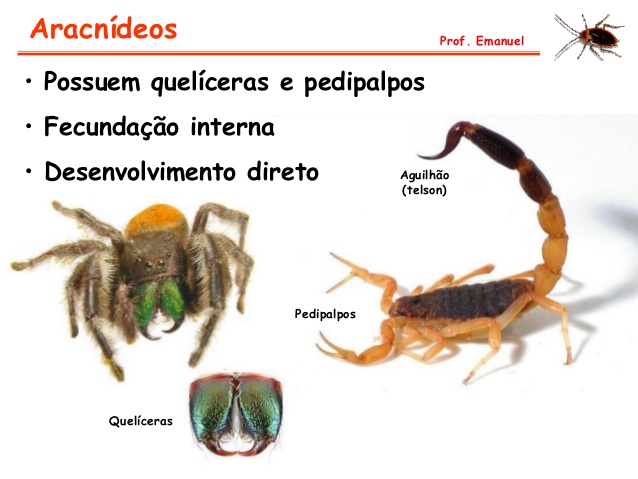 Quilópodes Tem Quelíceras? | Mundo Ecologia