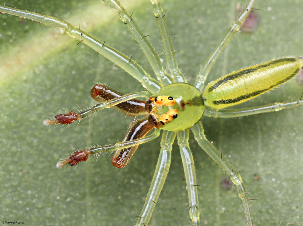 Quilópodes Tem Quelíceras? | Mundo Ecologia