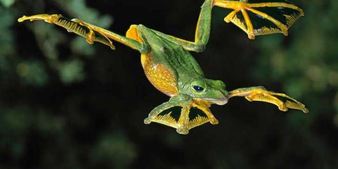 Locomoção do Sapo | Mundo Ecologia