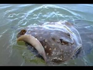 Habitat Das Raias, Onde Elas Vivem? | Mundo Ecologia