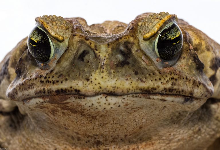 Sapo Boi Brasileiro: Características e Fotos – Mundo Ecologia
