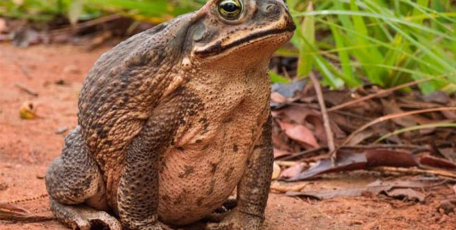 Sapo Boi Brasileiro: Características e Fotos | Mundo Ecologia