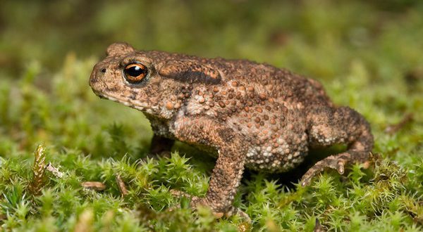 Sapo Comum Peso e Nome Científico | Mundo Ecologia