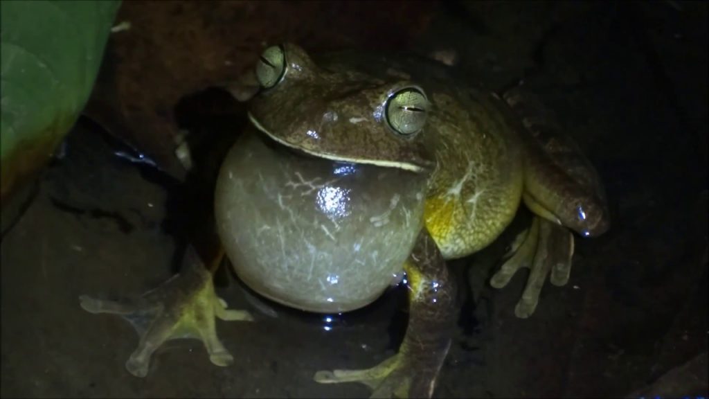 Tipos de Sapos Brasileiros: Espécies mais comuns no Brasil – Mundo Ecologia