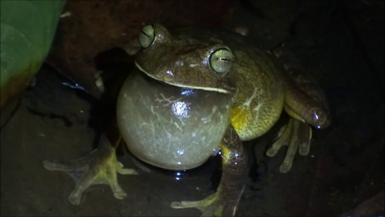 Tipos de Sapos Brasileiros: Espécies mais comuns no Brasil – Mundo Ecologia