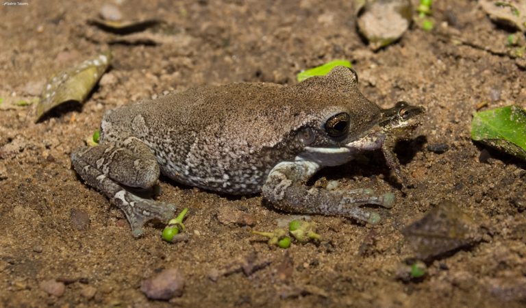 Sapo Ficha Técnica, Tamanho e Peso | Mundo Ecologia