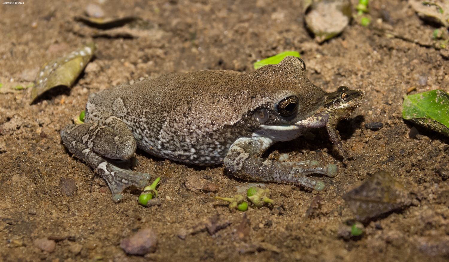 Sapo Ficha Técnica, Tamanho e Peso | Mundo Ecologia