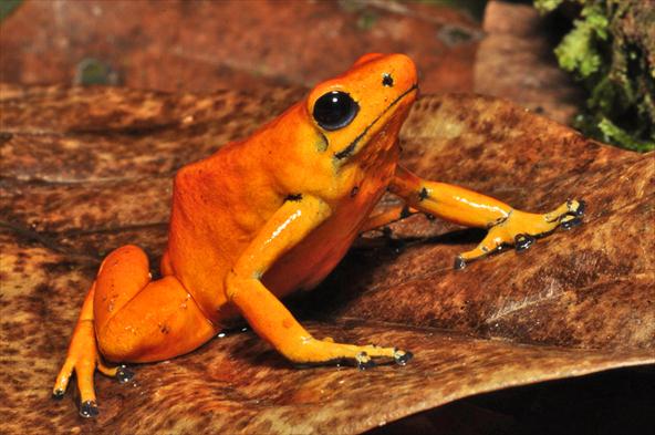 Tipos de Sapos Brasileiros: Espécies mais comuns no Brasil – Mundo Ecologia