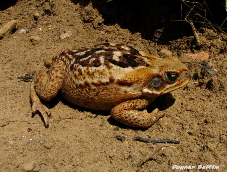 Tipos de Sapos Brasileiros: Espécies mais comuns no Brasil – Mundo Ecologia