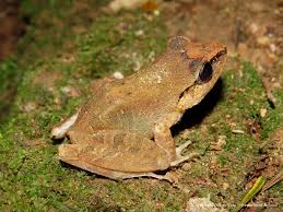 Tipos de Sapos Brasileiros: Espécies mais comuns no Brasil | Mundo Ecologia