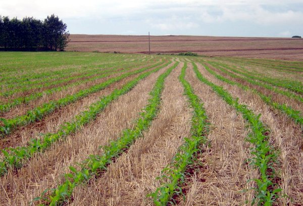 Ecossistemas Brasileiros: Cerrado – Mundo Ecologia