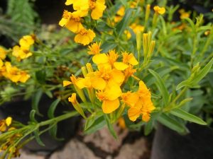 Tagetes Benefícios e Propriedades Medicinais – Mundo Ecologia