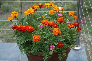 Tagetes Benefícios e Propriedades Medicinais – Mundo Ecologia